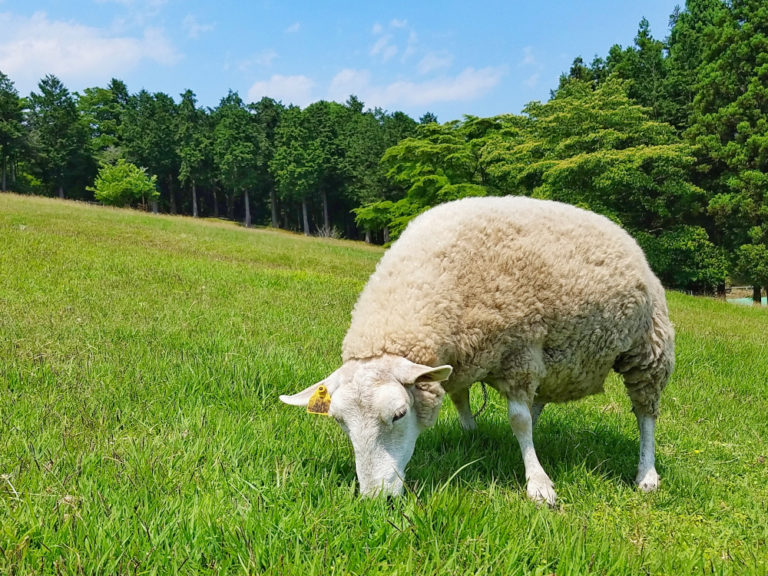【ふもとっぱら】食事・温泉・観光名所！有名な立ち寄りスポット16選 | campnuts（キャンプナッツ）